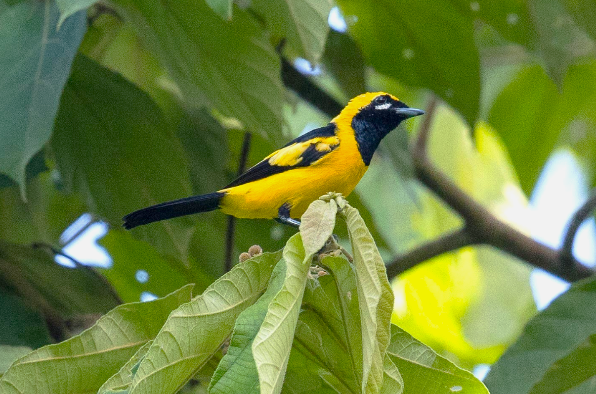 4 days Biak Birding Tour